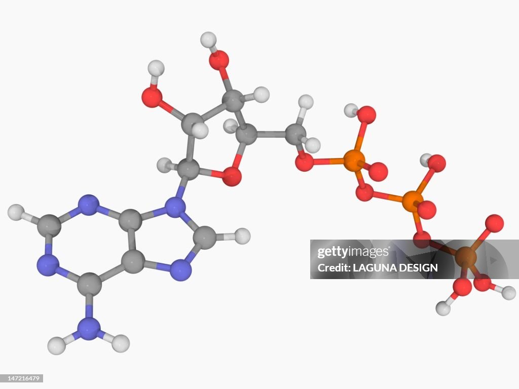 Adenosine Triphosphate Molecule Ilustración De Stock Getty Images