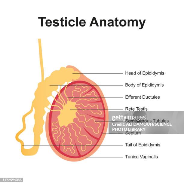 Tunica Albuginea Testis Photos And Premium High Res Pictures Getty Images