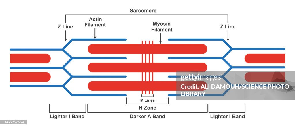 Sarcomere Muscular Biology Scheme Vector Illustration - vrogue.co Sarcomere Muscular Biology Scheme Vector Illustration - vrogue.co
