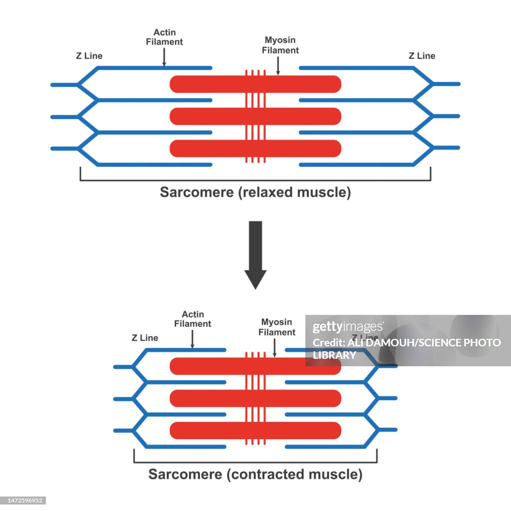Contraction And Relaxation Of Muscle Illustration High-Res Vector ... Contraction And Relaxation Of Muscle Illustration High-Res Vector ...