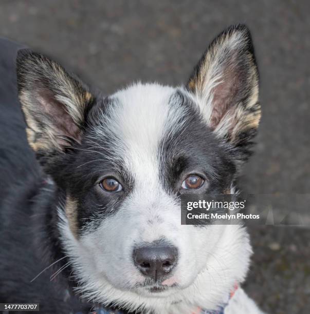 5,761 Small Mixed Breed Dogs Stock Photos, High-Res Pictures, and ... 5,761 Small Mixed Breed Dogs Stock Photos, High-Res Pictures, and ...