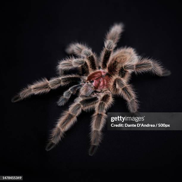 Spider Africa Photos And Premium High Res Pictures Getty Images
