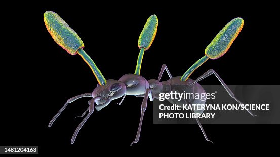 Cordyceps Parasitic Fungus Growing On Ant Illustration High Res Vector