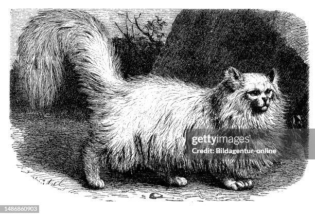 Black Angora Cat Photos And Premium High Res Pictures Getty Images