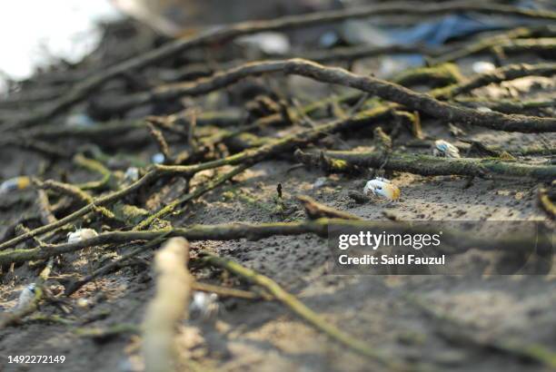 Mangrove Tree Crab Photos And Premium High Res Pictures Getty Images