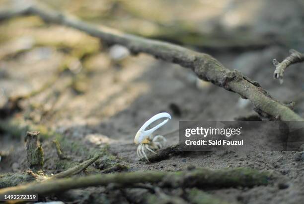 Mangrove Tree Crab Photos And Premium High Res Pictures Getty Images
