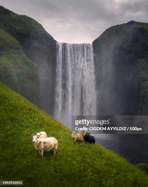 124 Ay Yildiz Stock Photos, High-Res Pictures, and Images - Getty Images 124 Ay Yildiz Stock Photos, High-Res Pictures, and Images - Getty Images