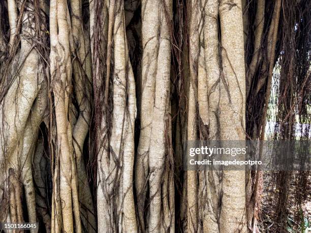 Large tropical tree trunk and roots in nature 이미지 (1501166045) - 게티이미지뱅크