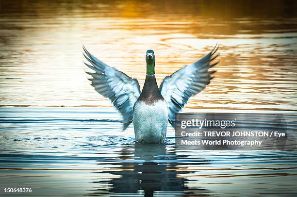 202 Trevor Mallard Photos Stock Photos, High-Res Pictures, and Images ... 202 Trevor Mallard Photos Stock Photos, High-Res Pictures, and Images ...