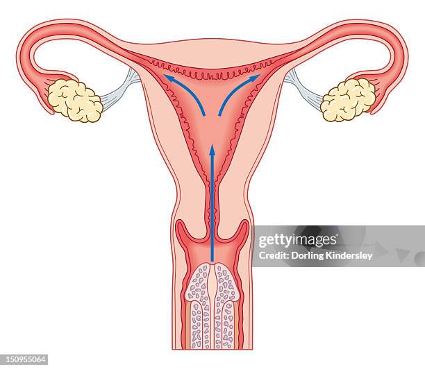 67 Cross Section Coitus High Res Illustrations Getty Images