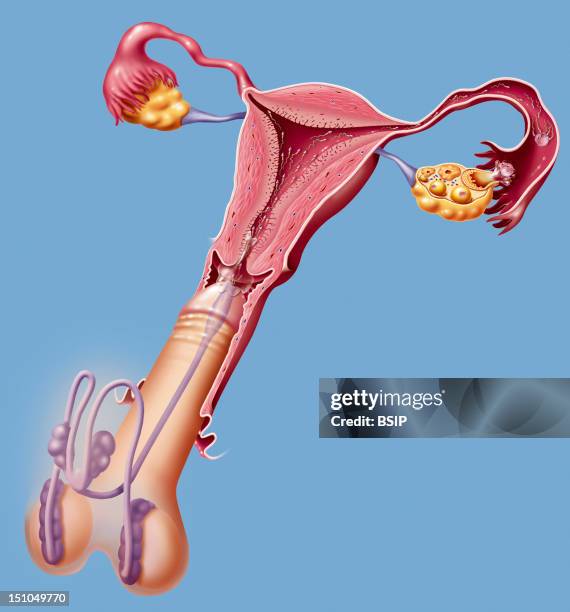 Cross Section Coitus Photos And Premium High Res Pictures Getty Images