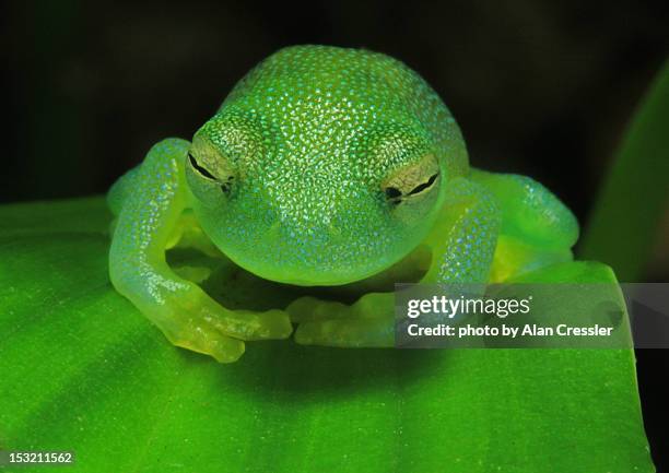 Atlanta Botanical Garden Photos And Premium High Res Pictures Getty Images