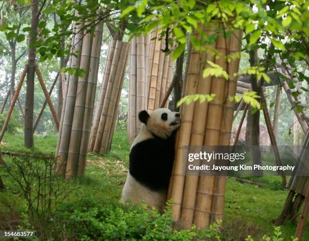 Bamboo Forest Panda Photos And Premium High Res Pictures Getty Images