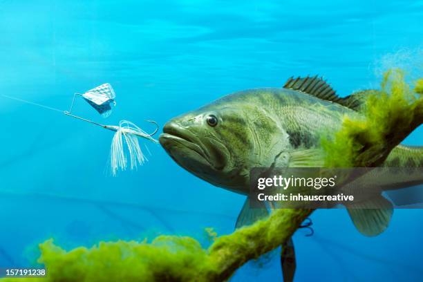 Largemouth Bass Underwater Photos And Premium High Res Pictures Getty Images