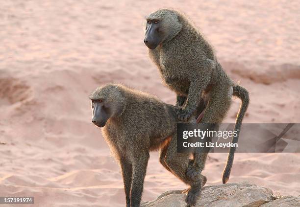 Mating Baboons Photos And Premium High Res Pictures Getty Images