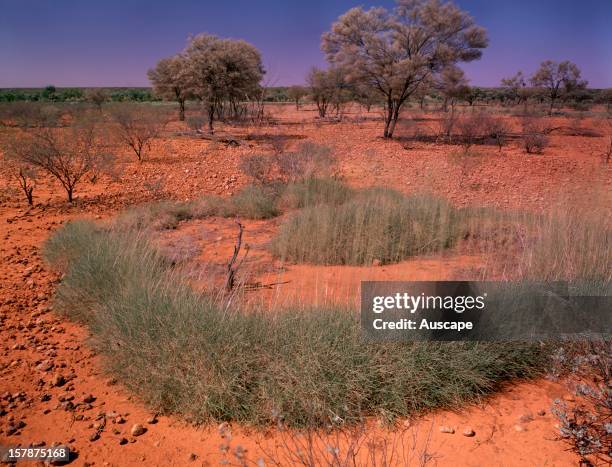 Australian Grasslands Photos And Premium High Res Pictures Getty Images
