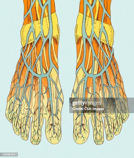 736 Blood Supply Foot Stock Photos, High-Res Pictures, and Images ... 736 Blood Supply Foot Stock Photos, High-Res Pictures, and Images ...