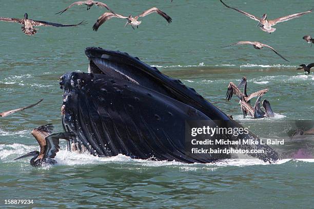 87 Port San Luis Calif Stock Photos, High-Res Pictures, and Images ... 87 Port San Luis Calif Stock Photos, High-Res Pictures, and Images ...
