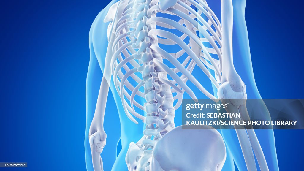 Skeletal Anatomy Of The Lower Back Illustration High Res Vector Graphic Getty Images