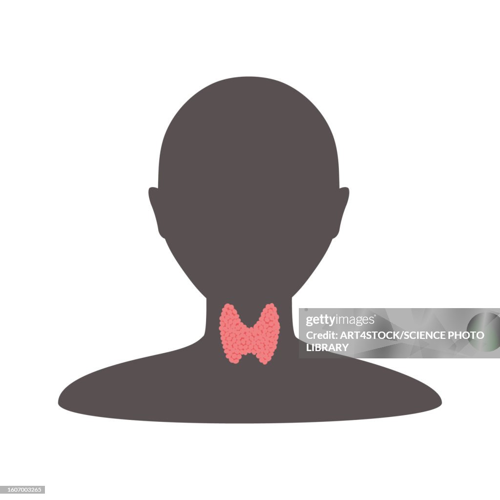 Thyroid Gland Illustration High Res Vector Graphic Getty Images