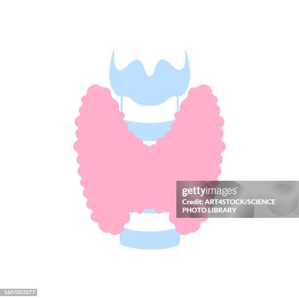 Thyroid Gland Illustration High Res Vector Graphic Getty Images