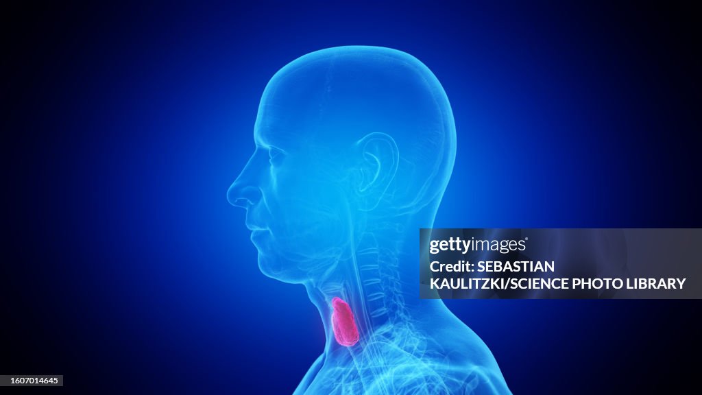 Thyroid Gland Illustration High Res Vector Graphic Getty Images