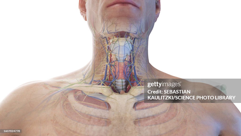 Anterior Neck Anatomy Illustration High-Res Vector Graphic - Getty Images Anterior Neck Anatomy Illustration High-Res Vector Graphic - Getty Images