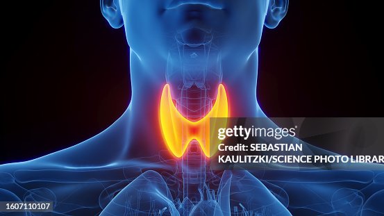 Thyroid Gland Illustration High Res Vector Graphic Getty Images