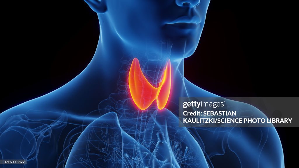 Thyroid Gland Illustration High Res Vector Graphic Getty Images