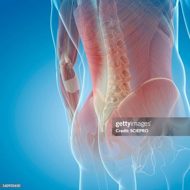 459 Lower Back Anatomy Images Stock Photos, High-Res Pictures, and ... 459 Lower Back Anatomy Images Stock Photos, High-Res Pictures, and ...
