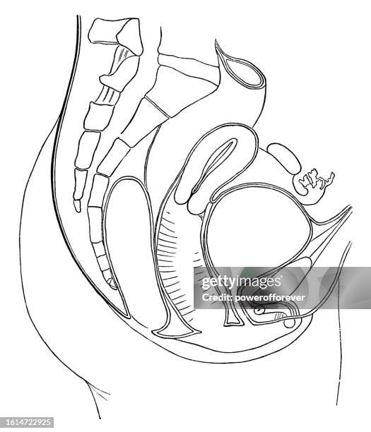 Cross Section Coitus Photos And Premium High Res Pictures Getty Images