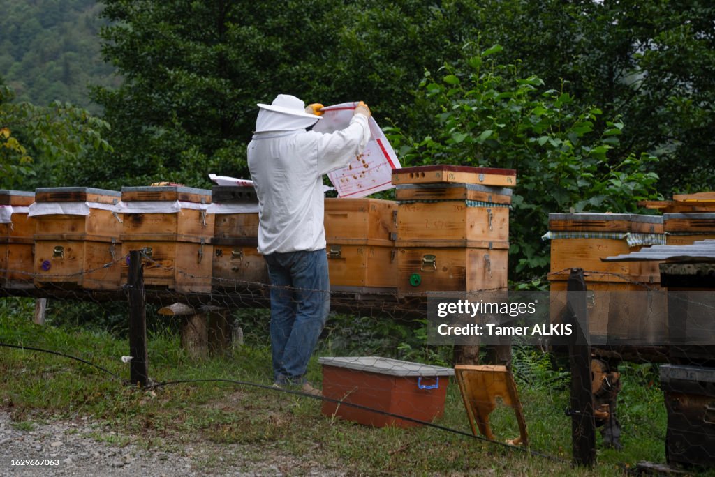Harvesting Honey Process Of Collecting Honey From Beehives Or ... Harvesting Honey Process Of Collecting Honey From Beehives Or ...