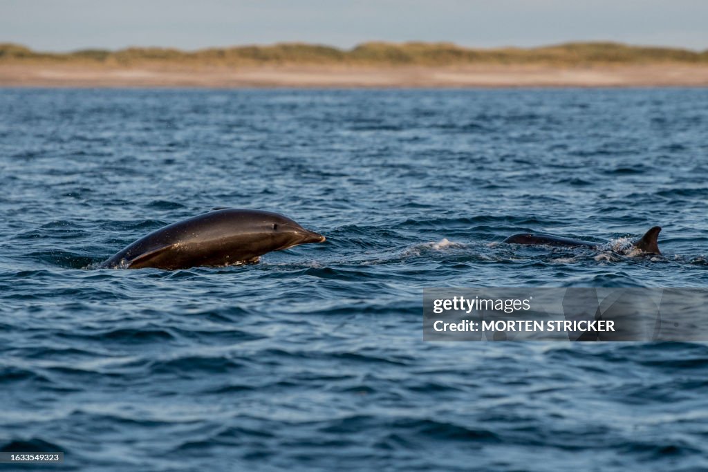 Wild Dolphins Are Seen In The Water Of The Thyboron Canal Jutland
