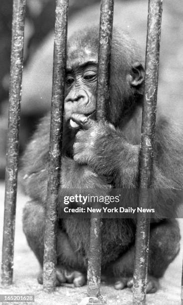 Pattycake The Gorilla Photos And Premium High Res Pictures Getty Images