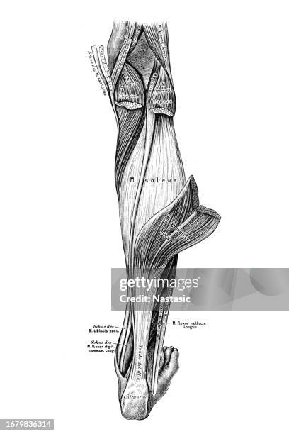457 Lower Back Anatomy Images Stock Photos, High-Res Pictures, and ... 457 Lower Back Anatomy Images Stock Photos, High-Res Pictures, and ...