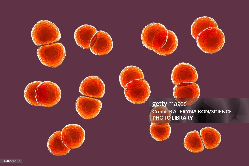 Streptococcus Pneumoniae Bacteria Illustration High Res Vector Graphic