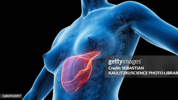 Liver Illustration High Res Vector Graphic Getty Images