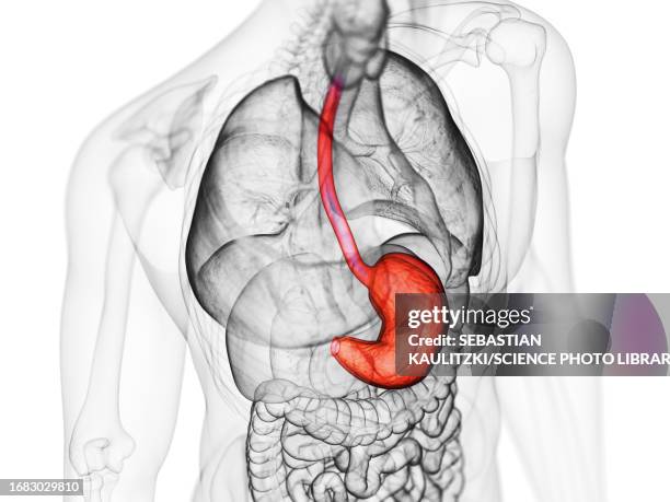 Stomach Illustration High Res Vector Graphic Getty Images