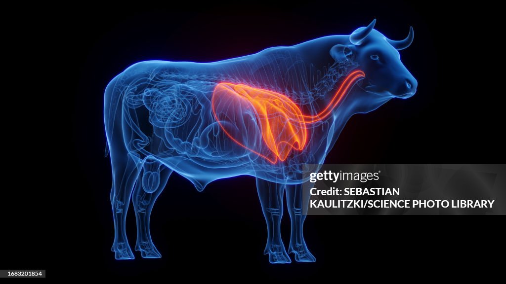 Cows Lungs Illustration High Res Vector Graphic Getty Images