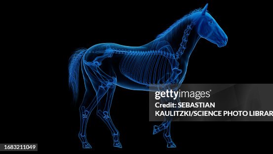 Horses Skeletal System Illustration High-Res Vector Graphic - Getty Images Horses Skeletal System Illustration High-Res Vector Graphic - Getty Images
