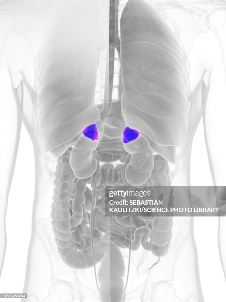 Adrenal Glands Illustration High Res Vector Graphic Getty Images