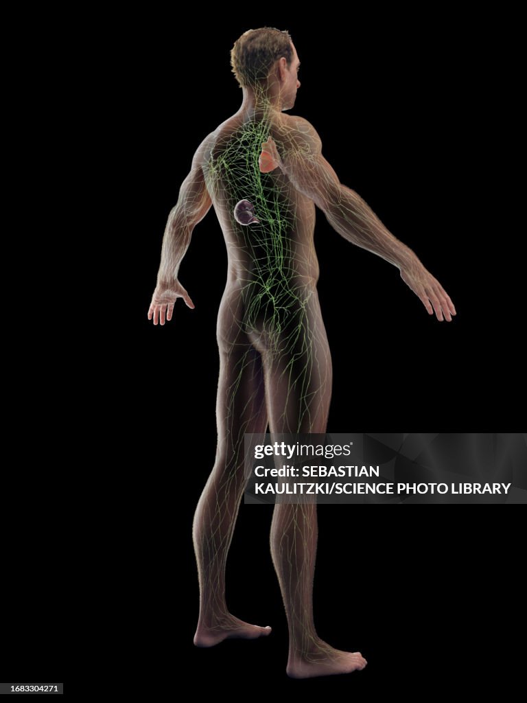 Male Immune System Illustration High-Res Vector Graphic - Getty Images Male Immune System Illustration High-Res Vector Graphic - Getty Images