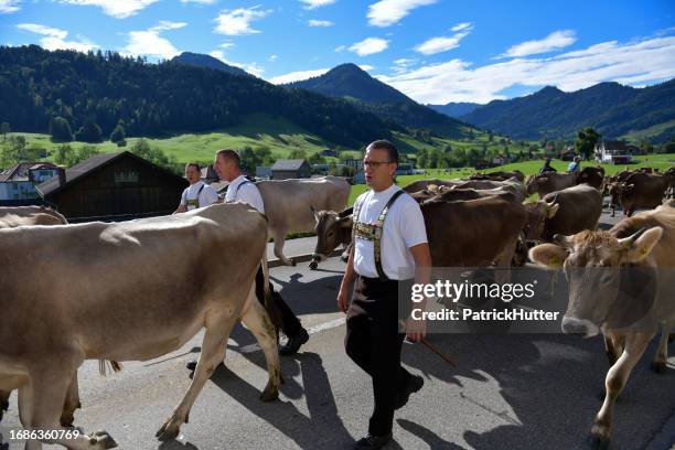 1,325 Cattle Transhumance Stock Photos, High-Res Pictures, and Images ... 1,325 Cattle Transhumance Stock Photos, High-Res Pictures, and Images ...