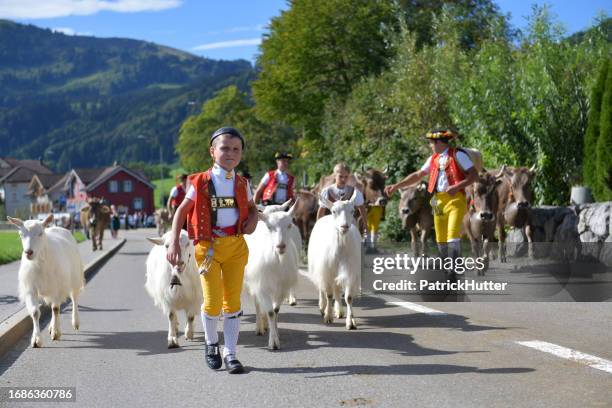 1,325 Cattle Transhumance Stock Photos, High-Res Pictures, and Images ... 1,325 Cattle Transhumance Stock Photos, High-Res Pictures, and Images ...
