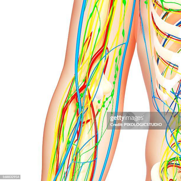 73 Lymph Nodes Arm High Res Illustrations Getty Images