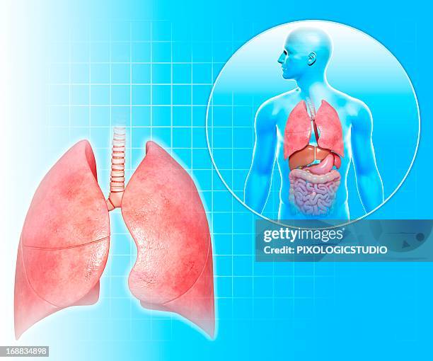 Healthy Lungs Artwork High Res Vector Graphic Getty Images