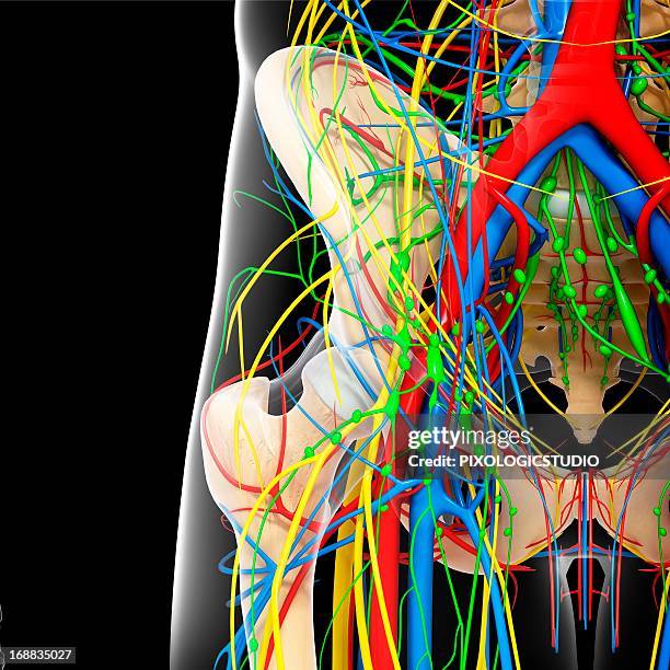 Lymph Nodes Pelvis High Res Illustrations Getty Images