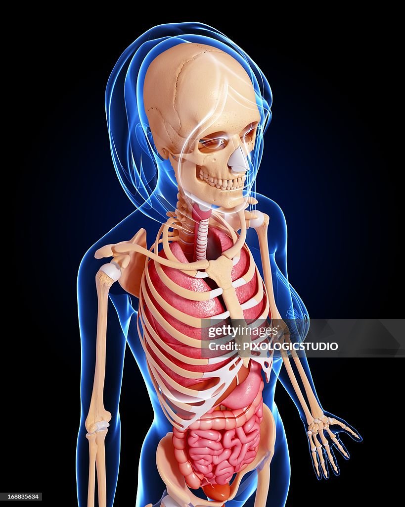 Female Anatomy Artwork High Res Vector Graphic Getty Images