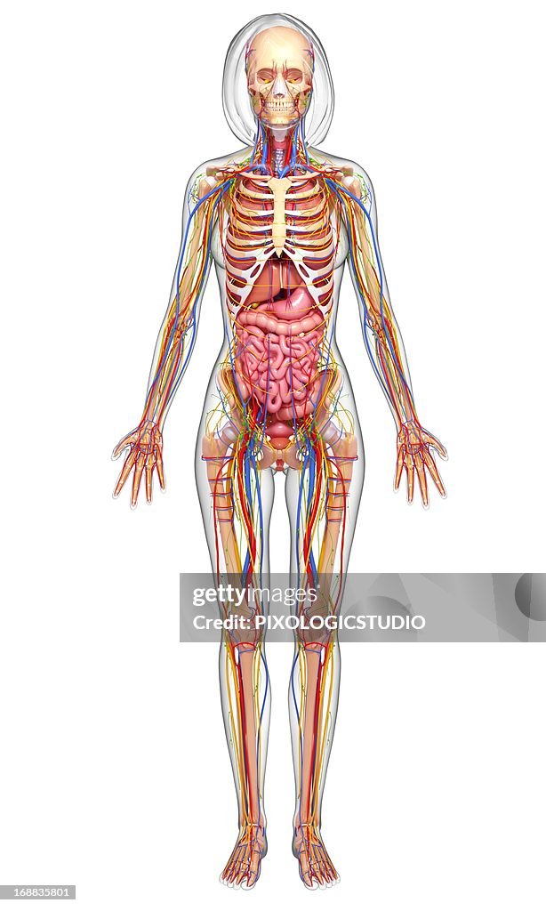 Female Anatomy Artwork High Res Vector Graphic Getty Images