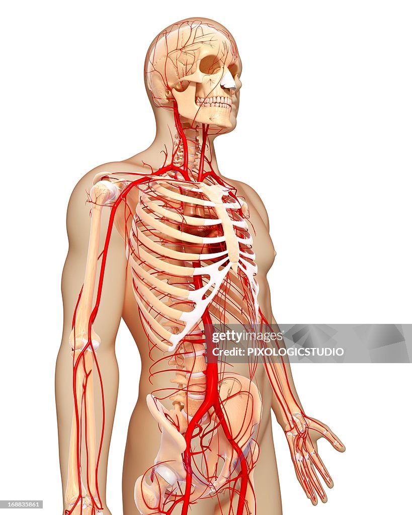 Human Arteries Artwork Ilustración De Stock Getty Images